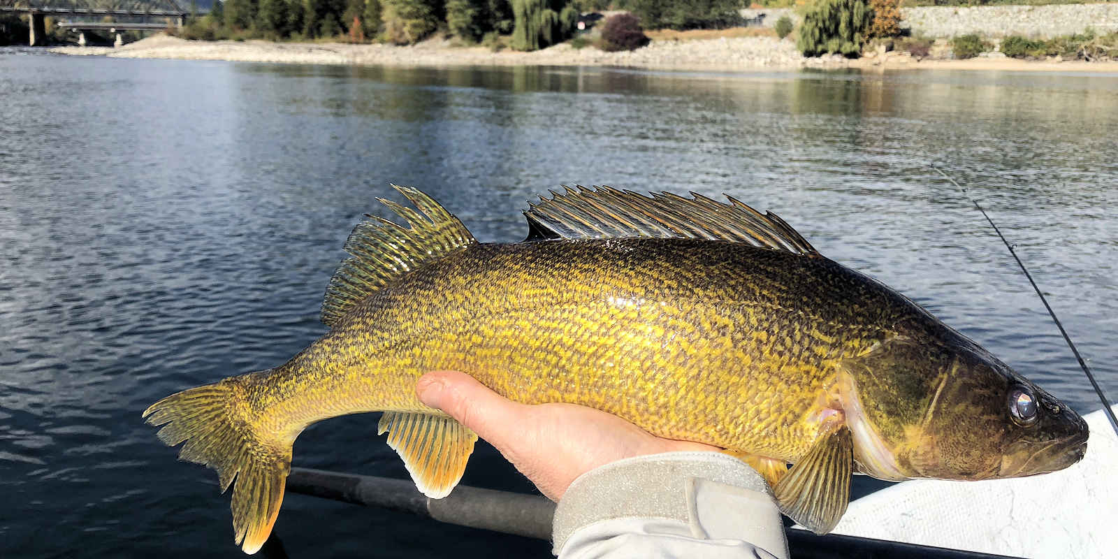 Are walleye native to the Columbia River?