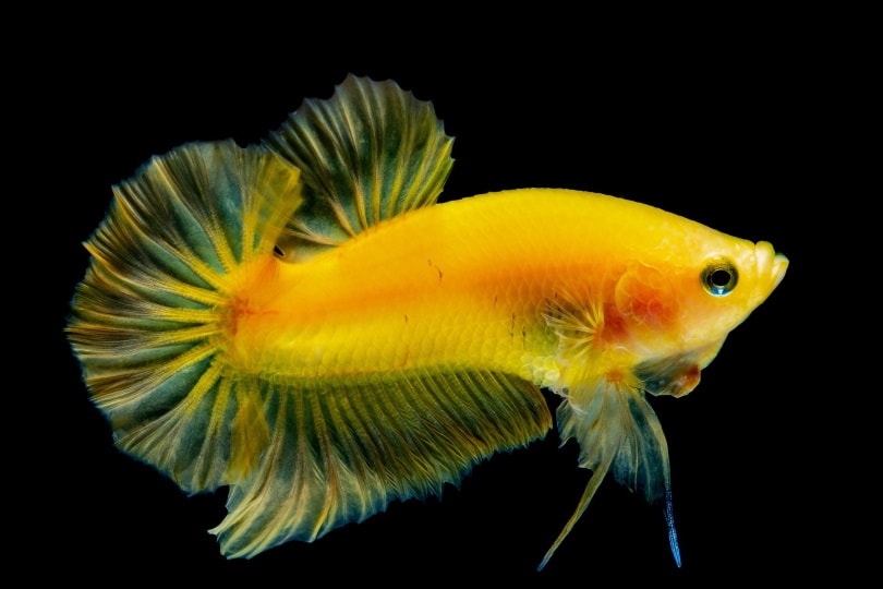 Are yellow bettas rare?
