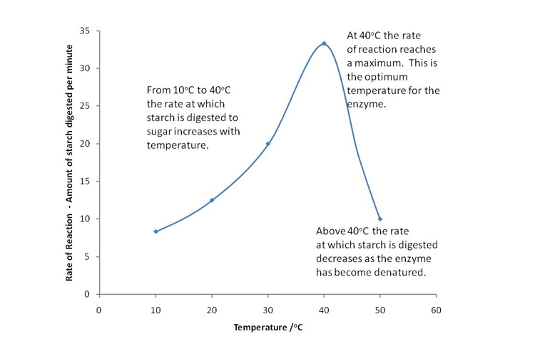 At what temperature does starch break down?