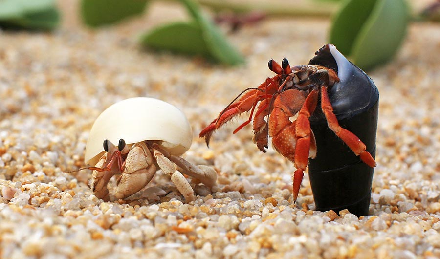 Can 2 hermit crabs be together?