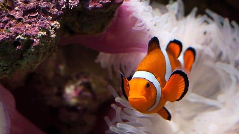 Can a clownfish live alone?