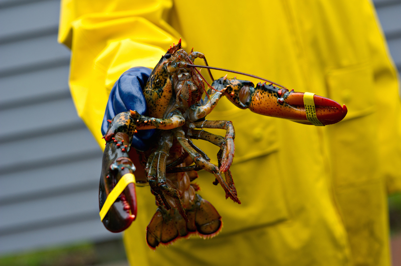 Can a lobster live forever?