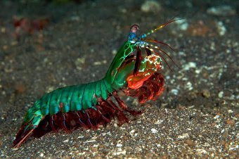 Can a mantis shrimp break a human finger?