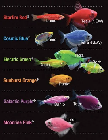 Can all types of GloFish live together?
