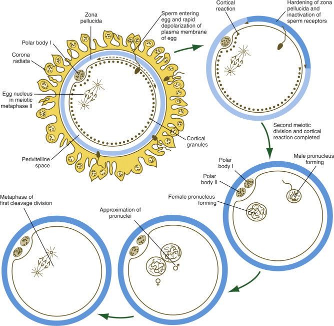 Can an egg be fertilized in space?