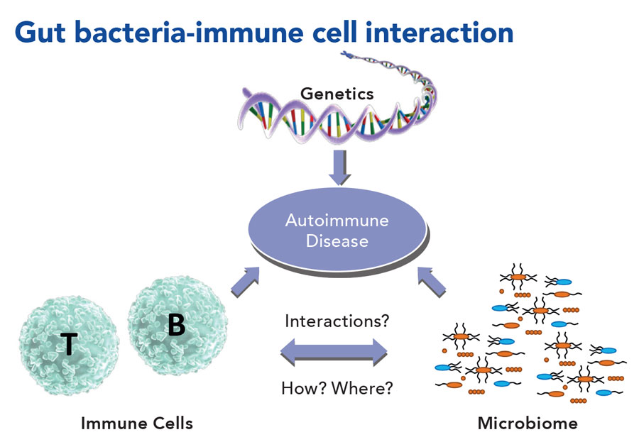 Can bacteria in the gut cause autoimmune disease?