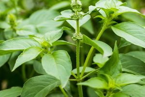 Can basil be poisonous?
