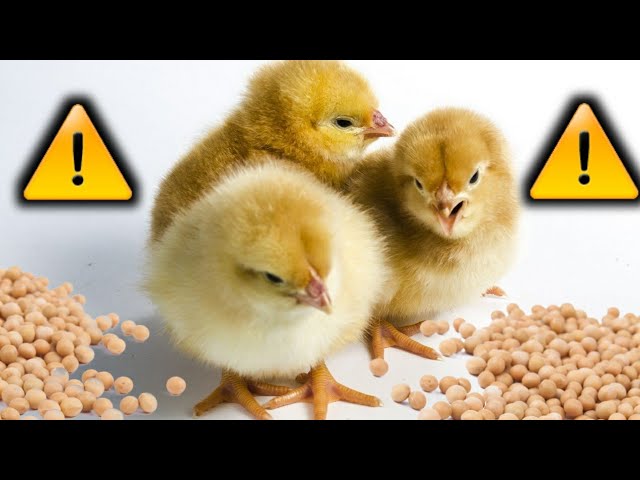 Can chickens eat soybean meal?