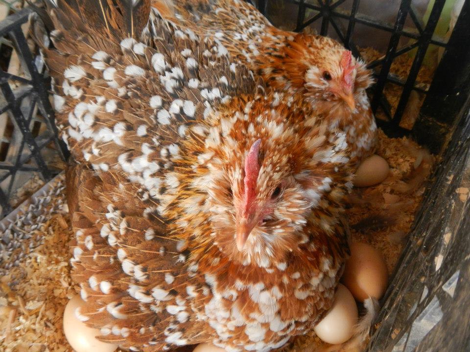 Can chickens starve themselves?