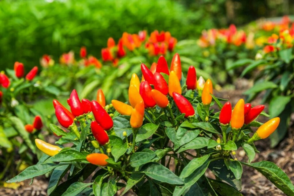 Can Chillies be perennials?