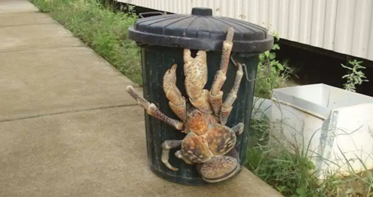 Can coconut crabs be dangerous?