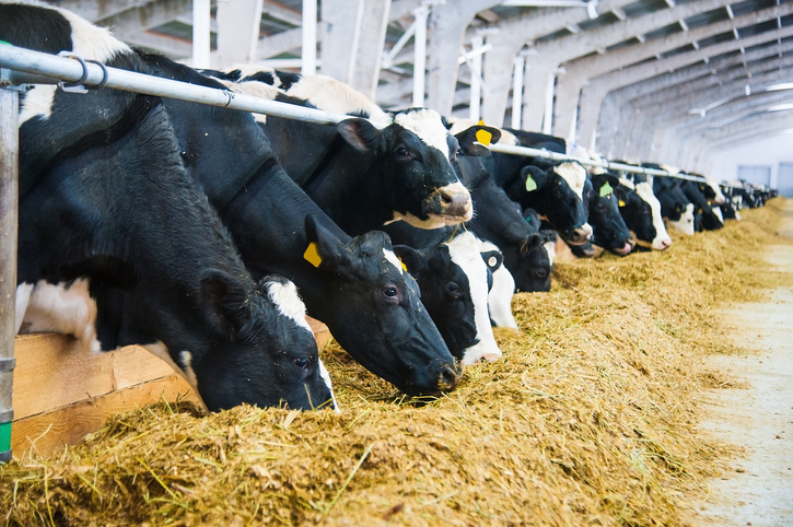 Can cows have soybean meal?