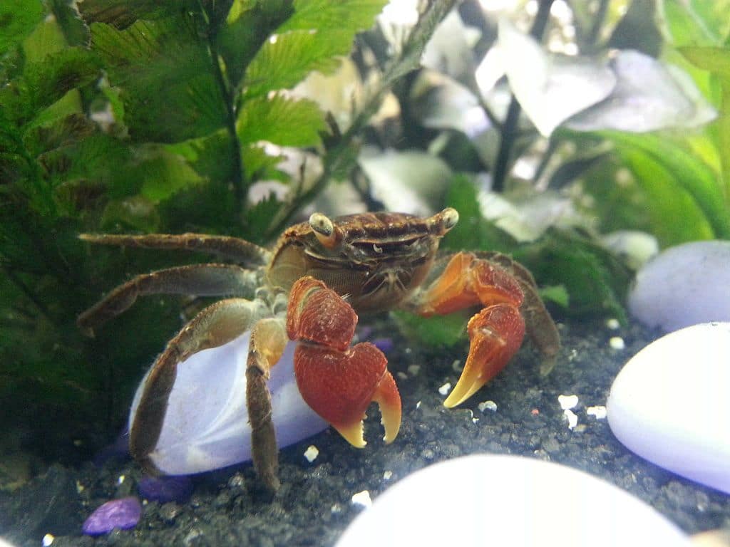 Can crabs live in a fish tank?