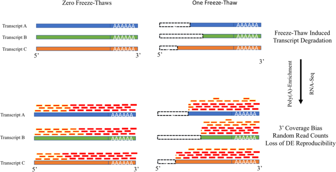 Can DNA be frozen and thawed many times?