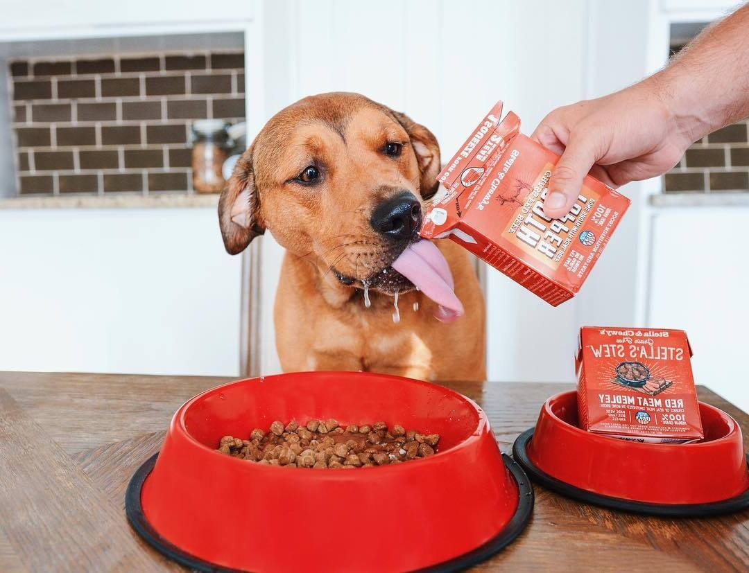 Can dogs eat chicken broth with garlic?