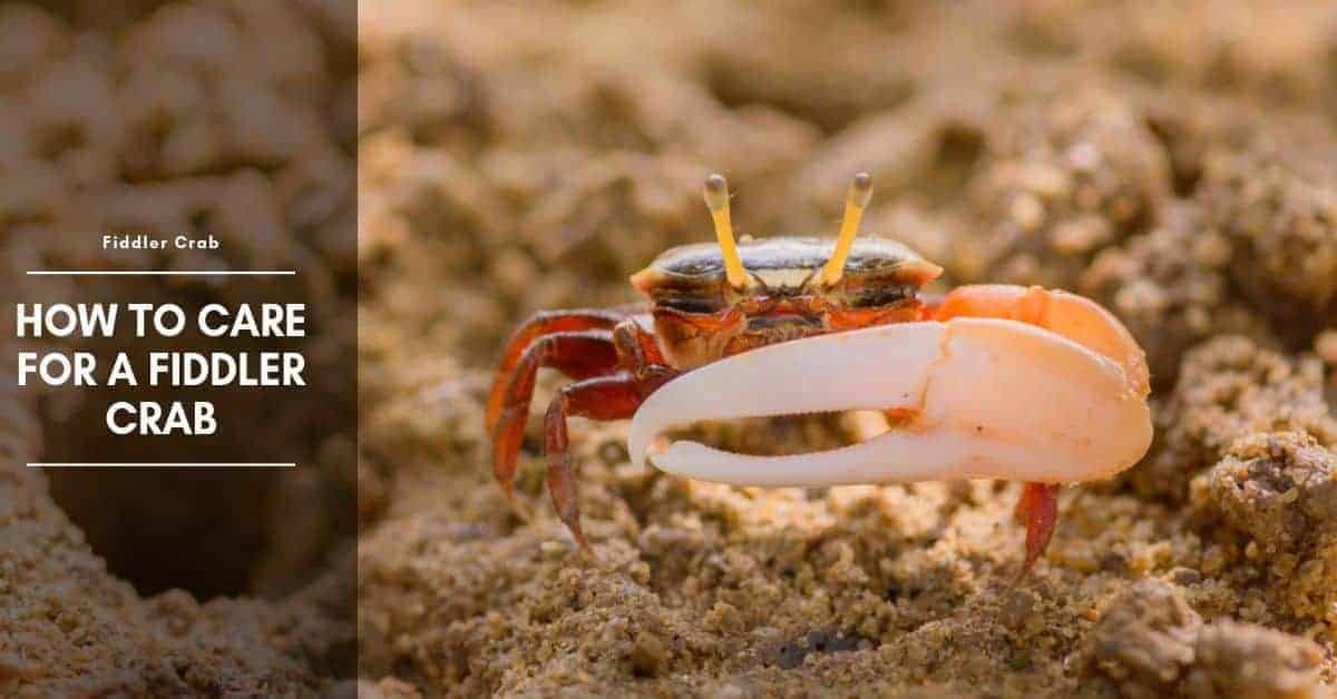 Can Fiddler crabs live in a fish tank?
