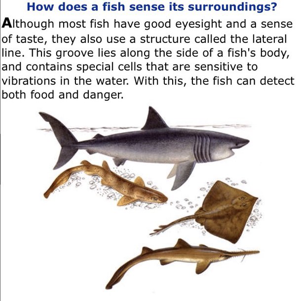 Can fish sense danger?
