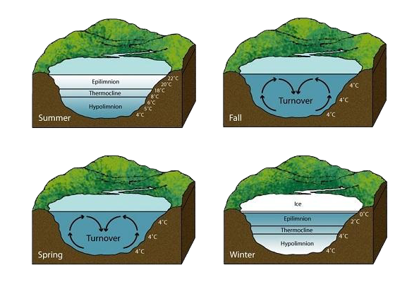 Can fish survive if frozen?