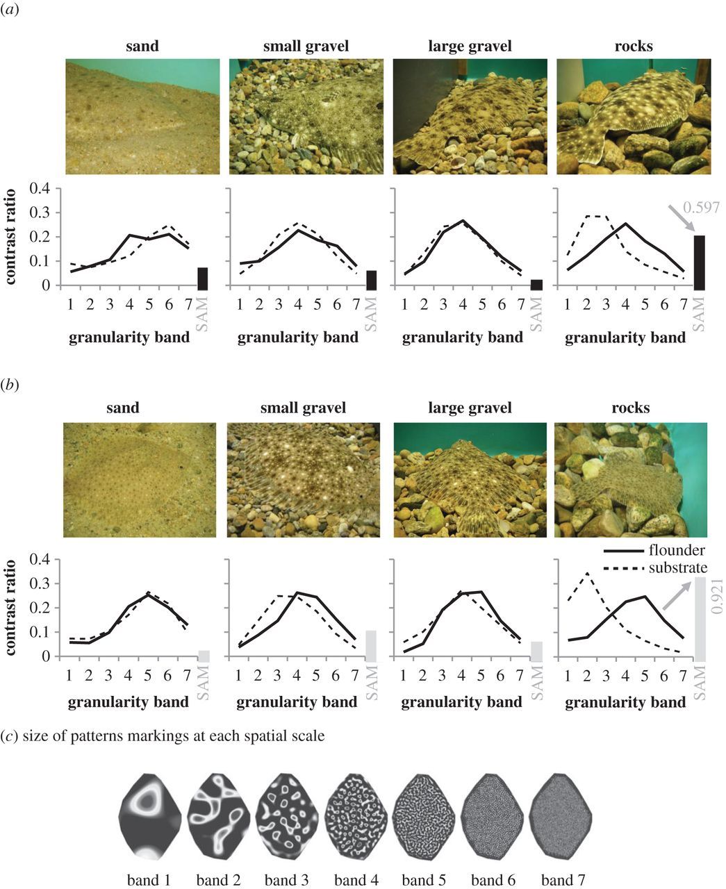 Can flounders change their skin color?