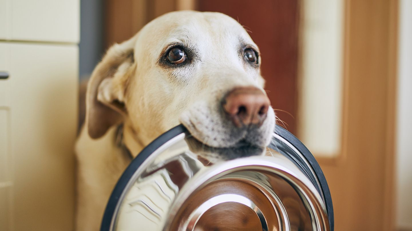 Can frozen food make a dog sick?