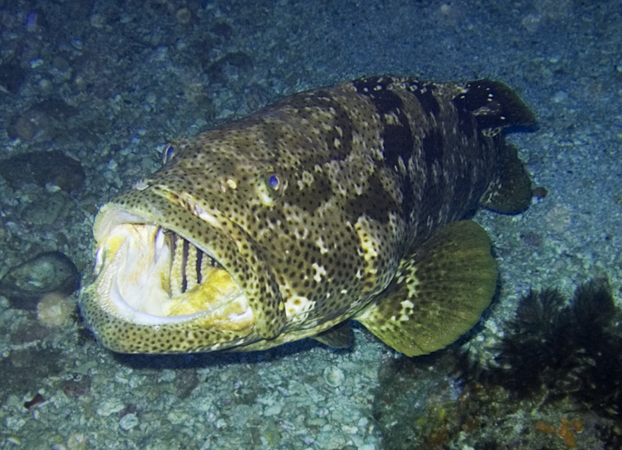 Can grouper live in freshwater?