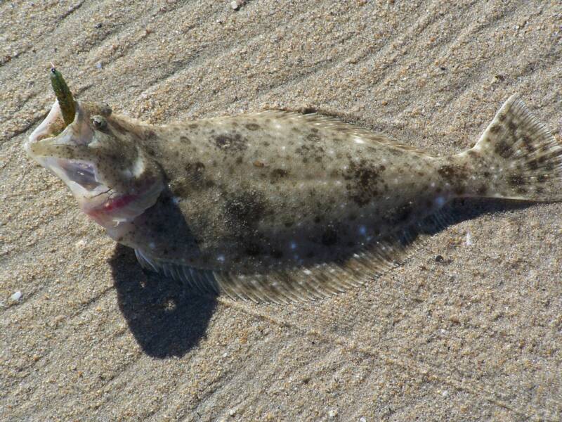 Can halibut be caught from shore?