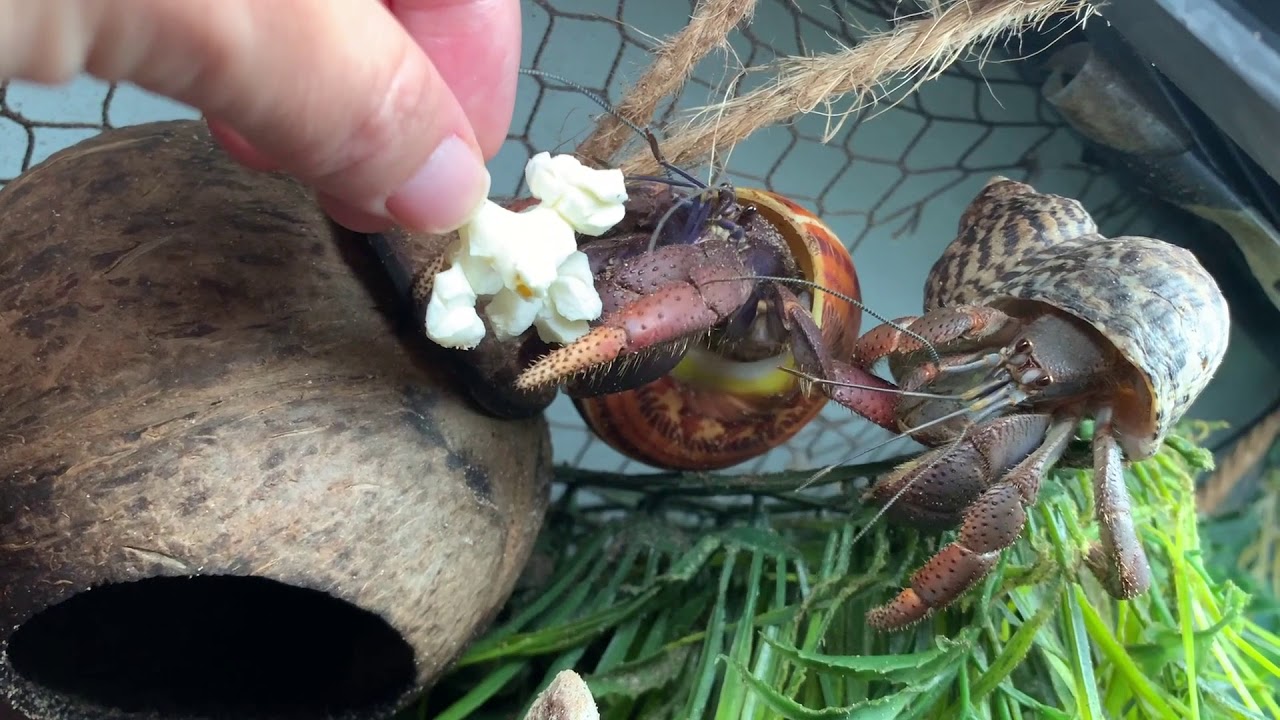 Can hermit crabs eat popcorn? [2022] QAQooking.wiki