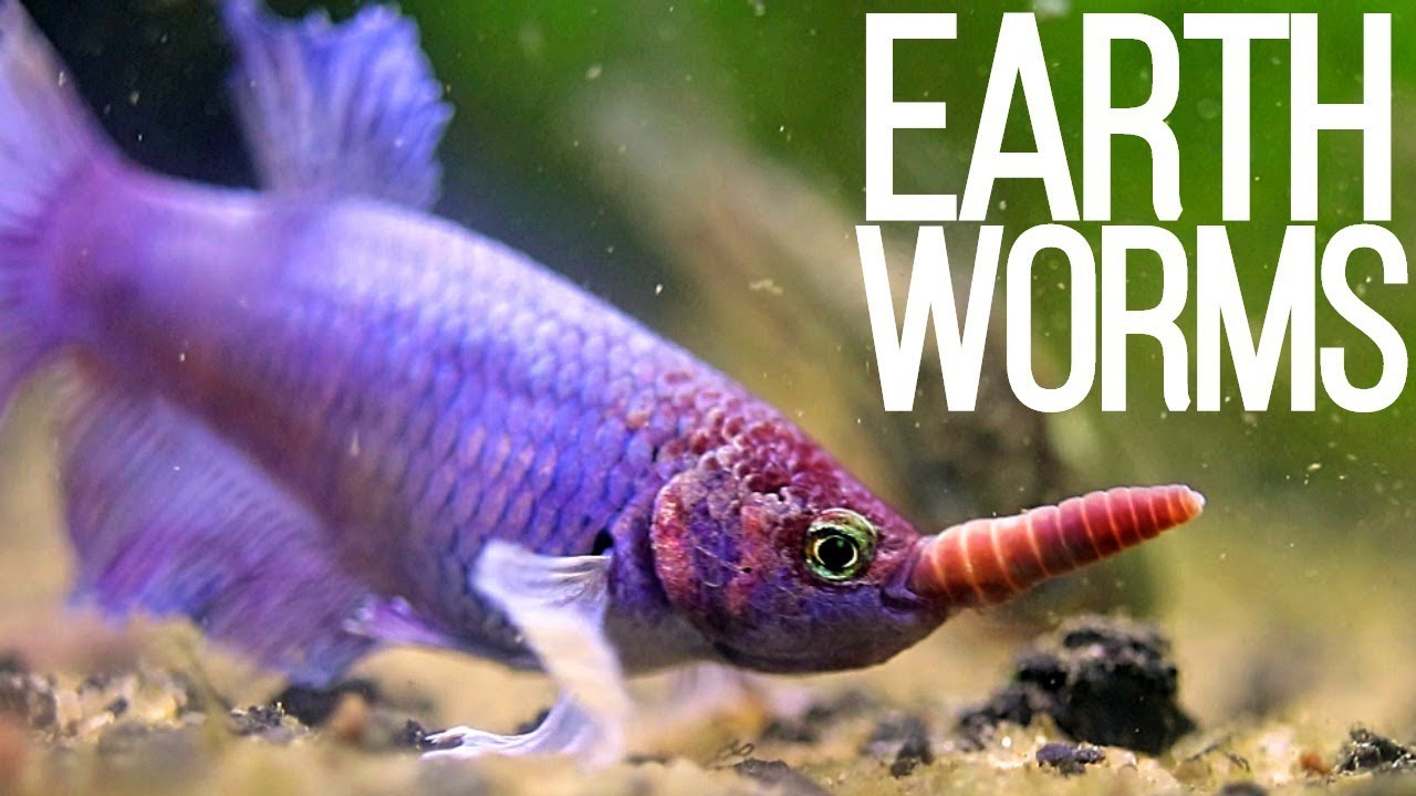 Can I feed earthworms to my fish?