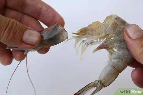 Can I freeze prawn heads?