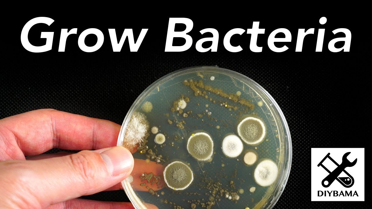 Can I grow bacteria without agar?