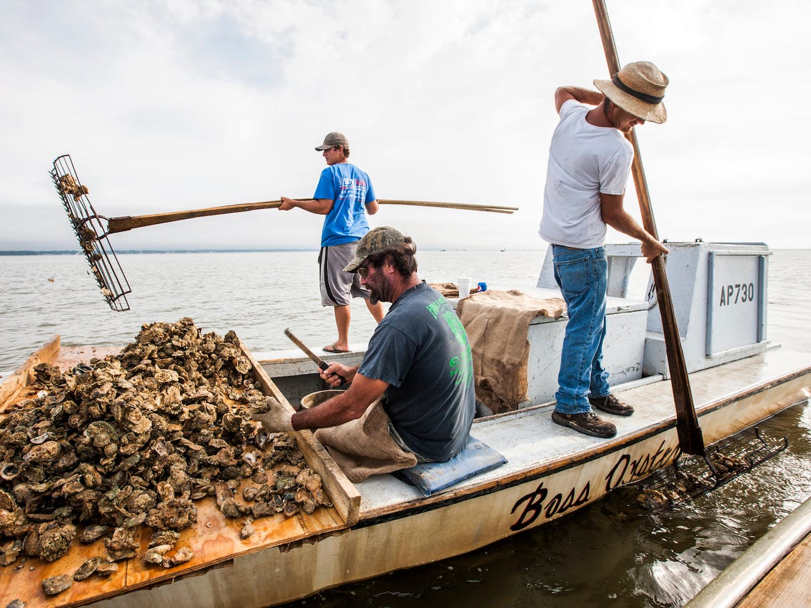Can I keep oysters in sea water?