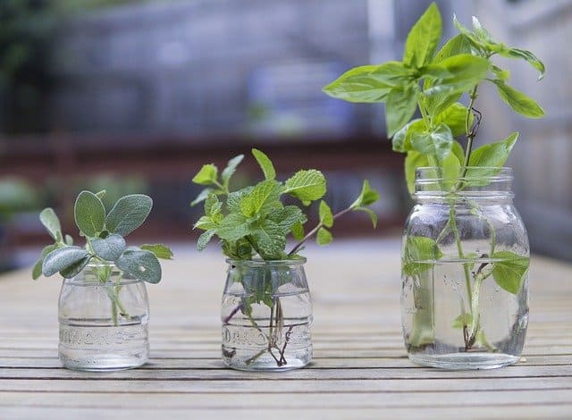 Can I leave herbs in water?