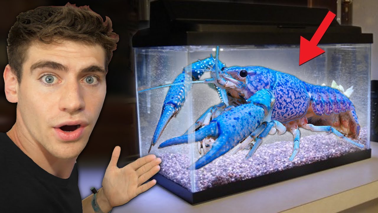 Can I put a lobster in my fish tank?
