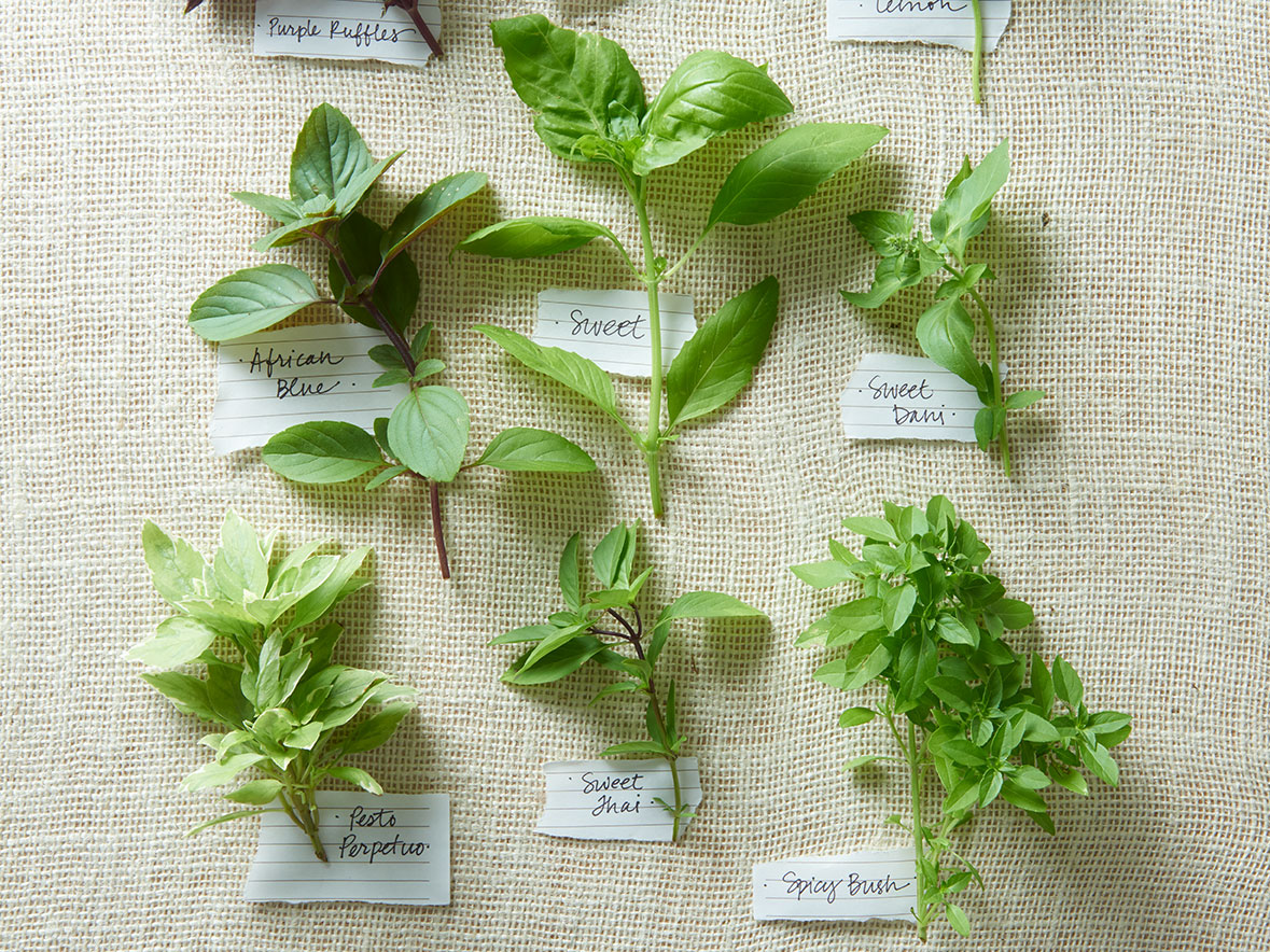 Can I substitute sweet basil for basil?