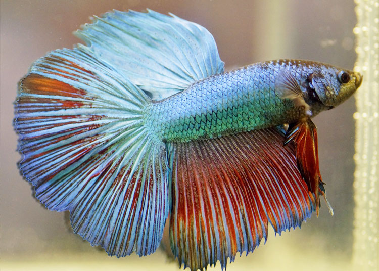 Can I use well water for my betta fish?