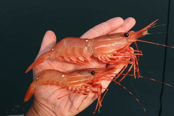 Can iodine in shrimp make you sick?