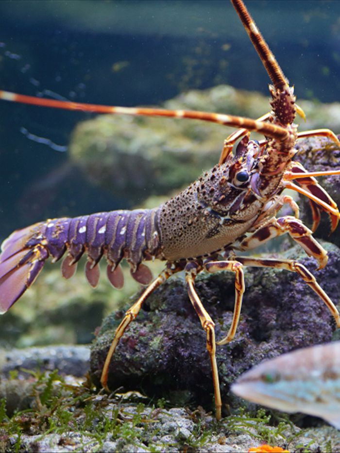 Can lobsters swim long distance?
