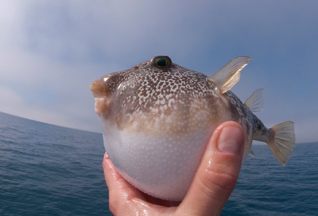 Can pufferfish poison be cured?