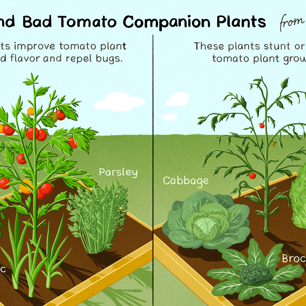 Can rosemary be planted with tomatoes?