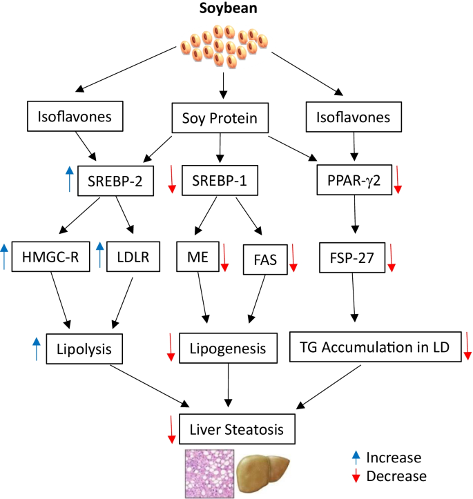 Can soy affect your liver?