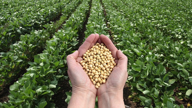 Can soy be GMO?