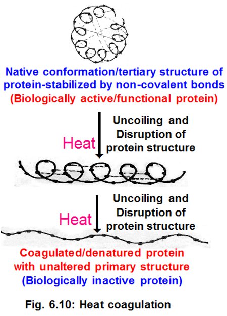 Can temperature break down protein?