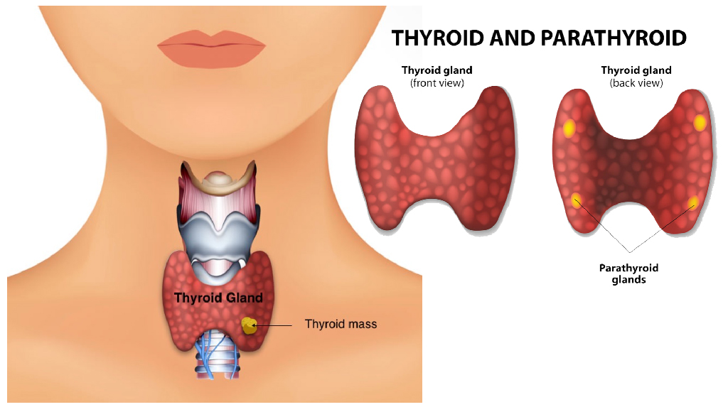Can the thyroid gland get damaged?