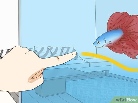 Can you bond with a fish?
