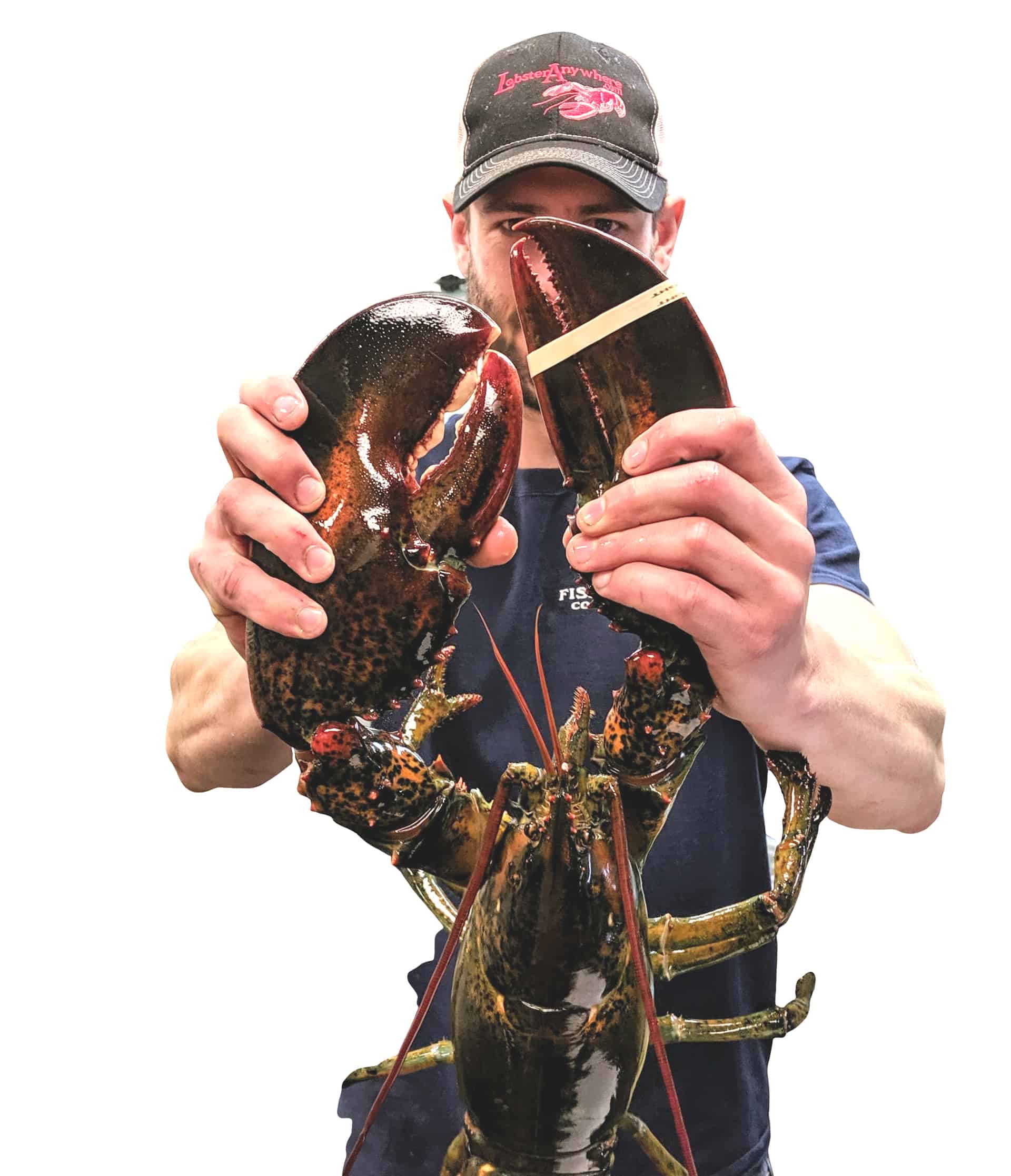 Can you buy live lobster?