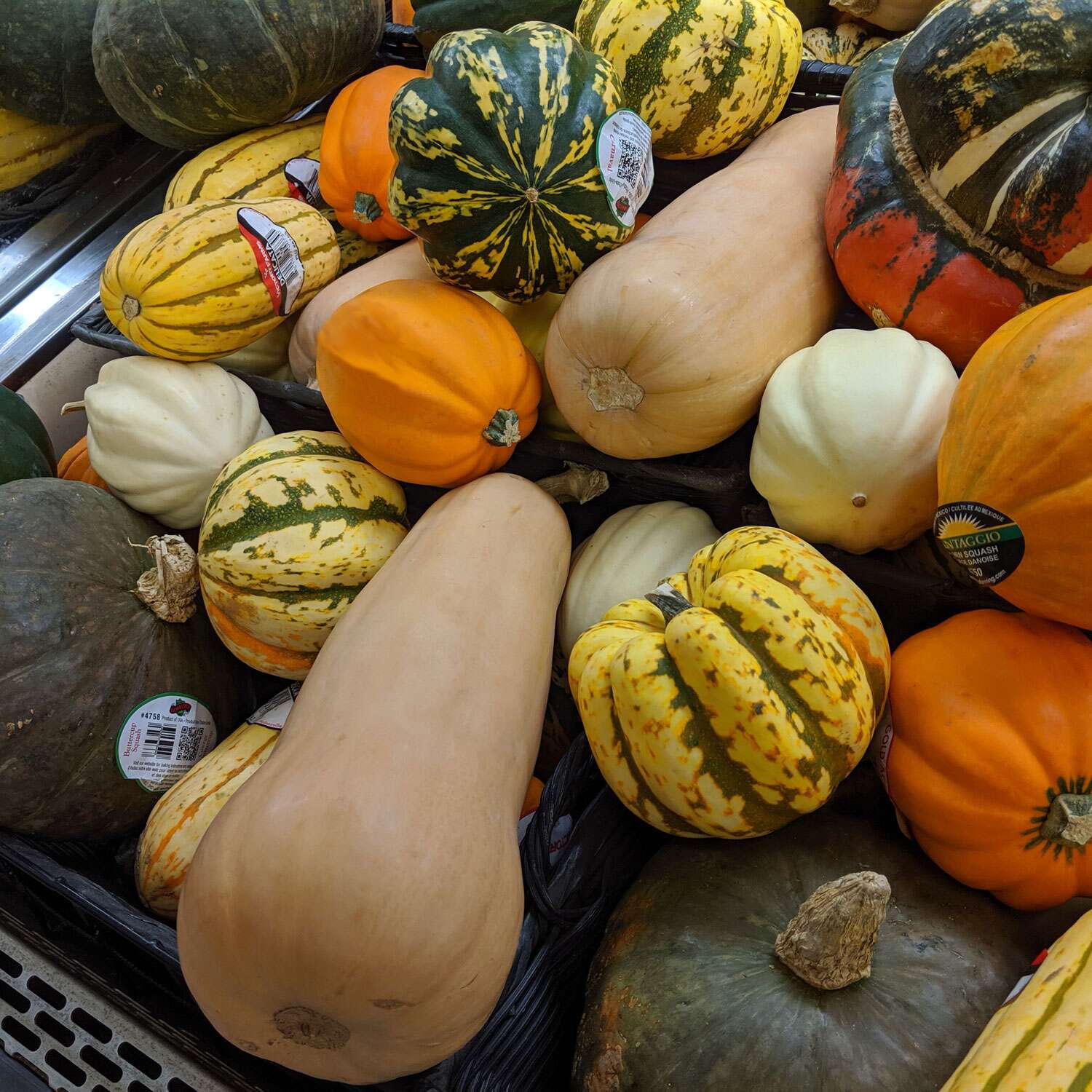 Can you buy squash all year round?