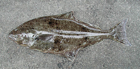 Can you catch halibut in rivers?
