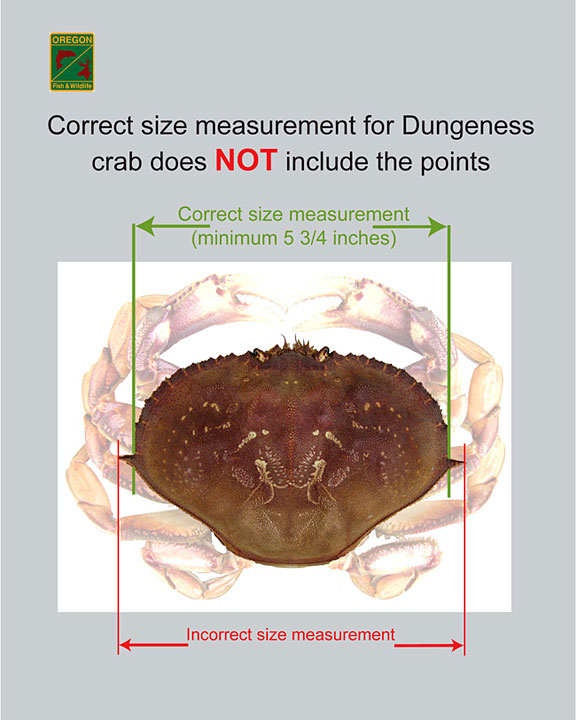 Can you crab at night in Oregon?
