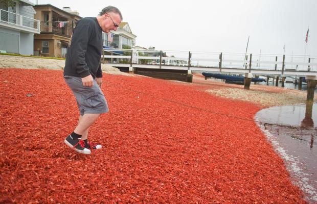 Can you eat a red crab?