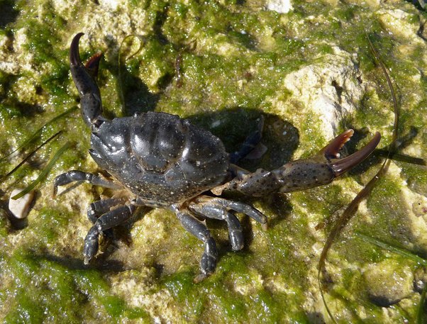 Can you eat crab straight from the ocean?